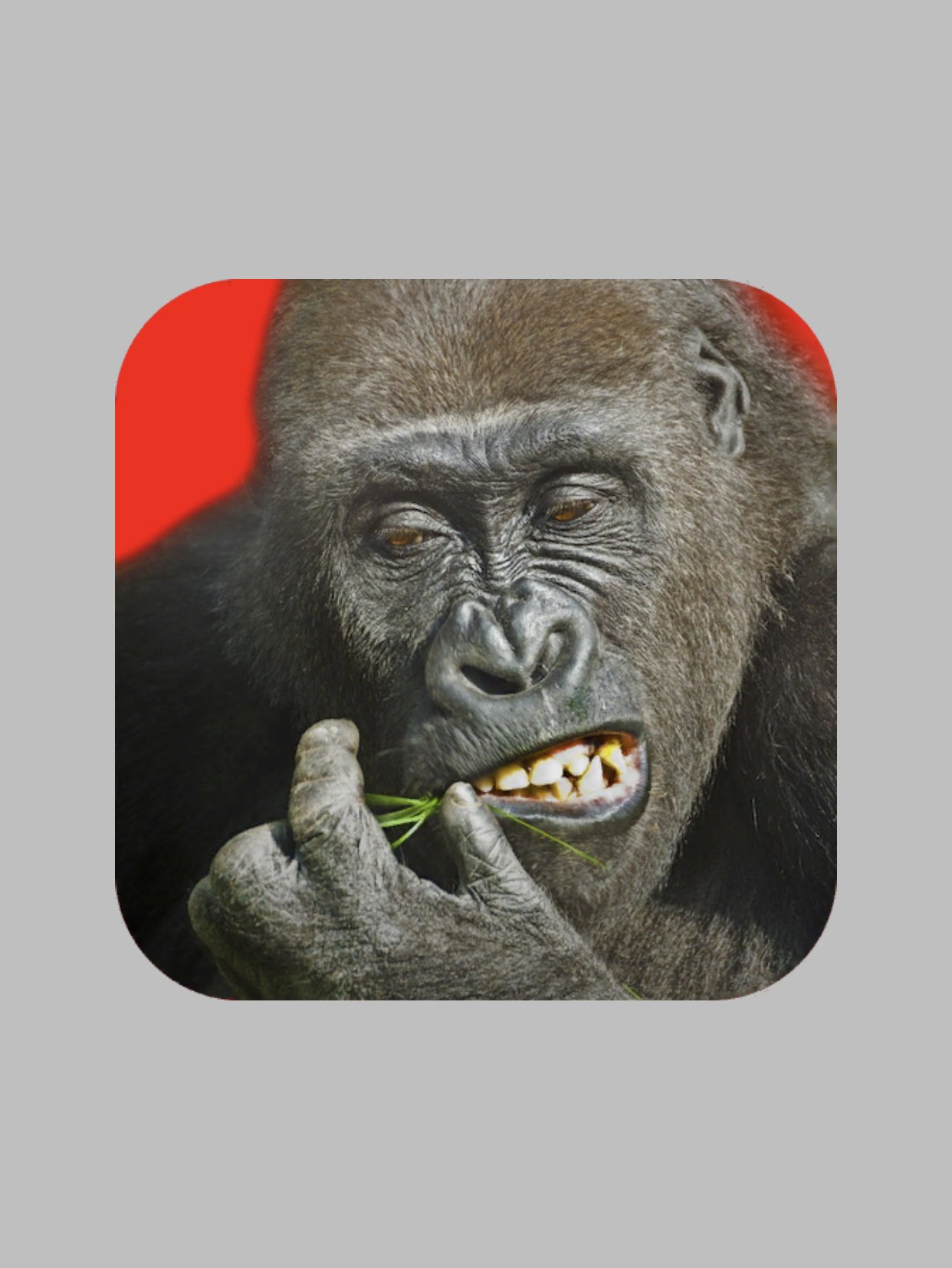 Flying Gorilla: Walkthrough, Cheats, Tips, and Strategy Guide - WriterParty